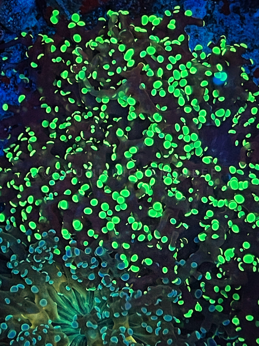 Green tip Frogspawn – Chummingham's Reef