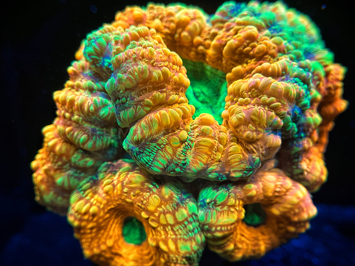 Unique LPS – Chummingham's Reef