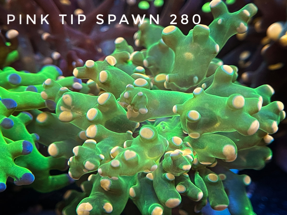 Pink tip green frogspawn – Chummingham's Reef