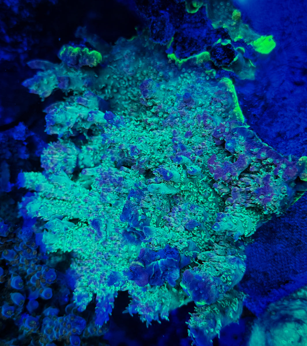 CR Poison Ivy colony – Chummingham's Reef