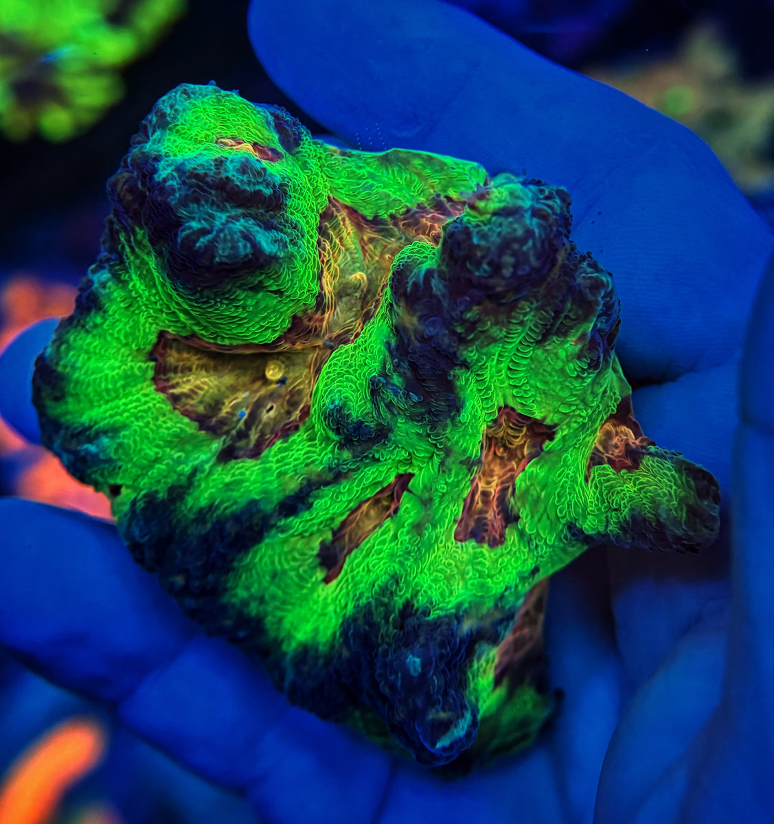 Rainbow Pectinia-E – Chummingham's Reef