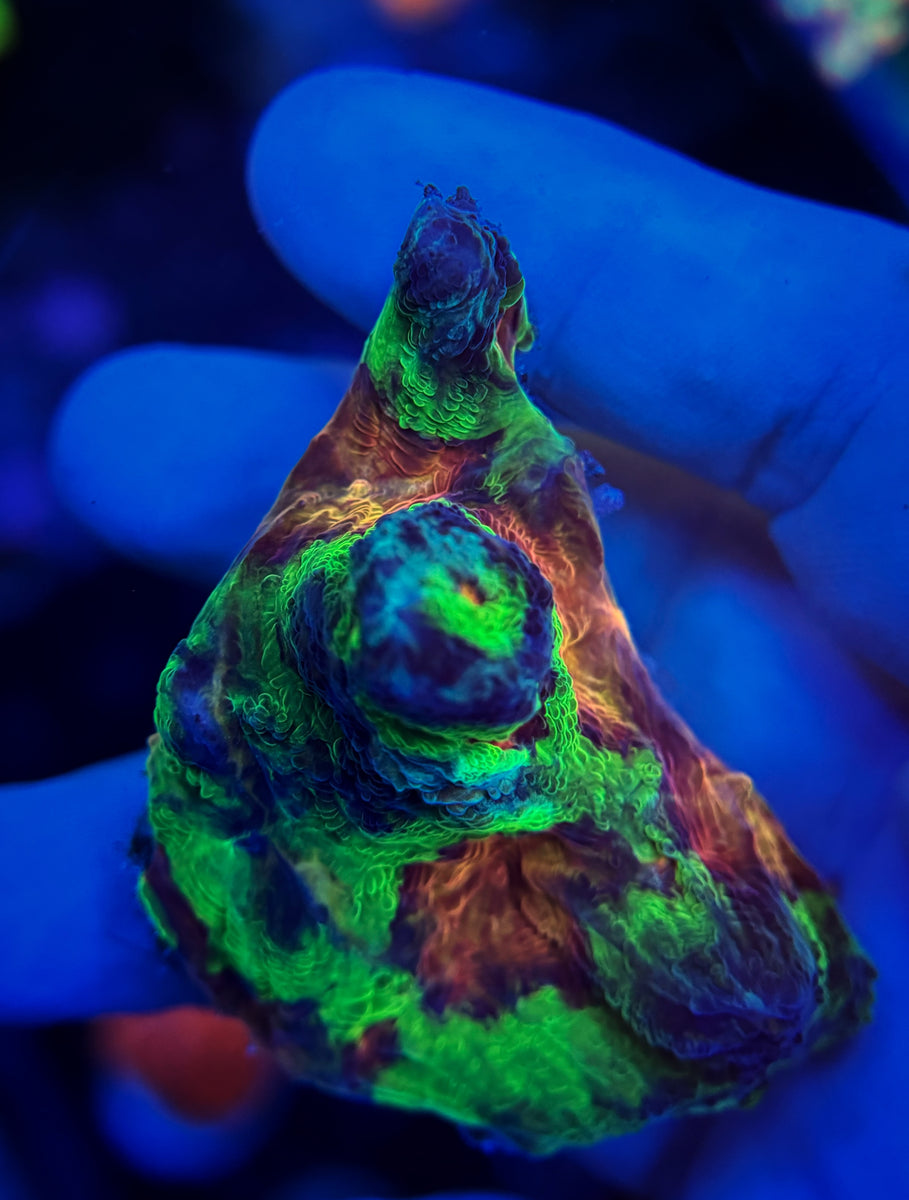 Rainbow Pectinia-d – Chummingham's Reef