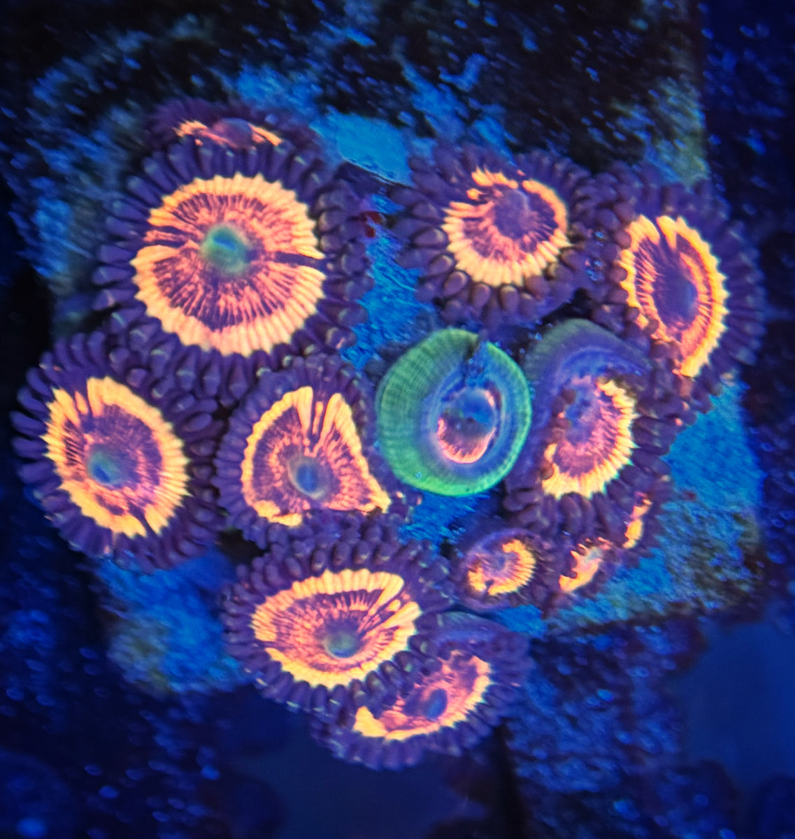 Sonic Flare colony – Chummingham's Reef