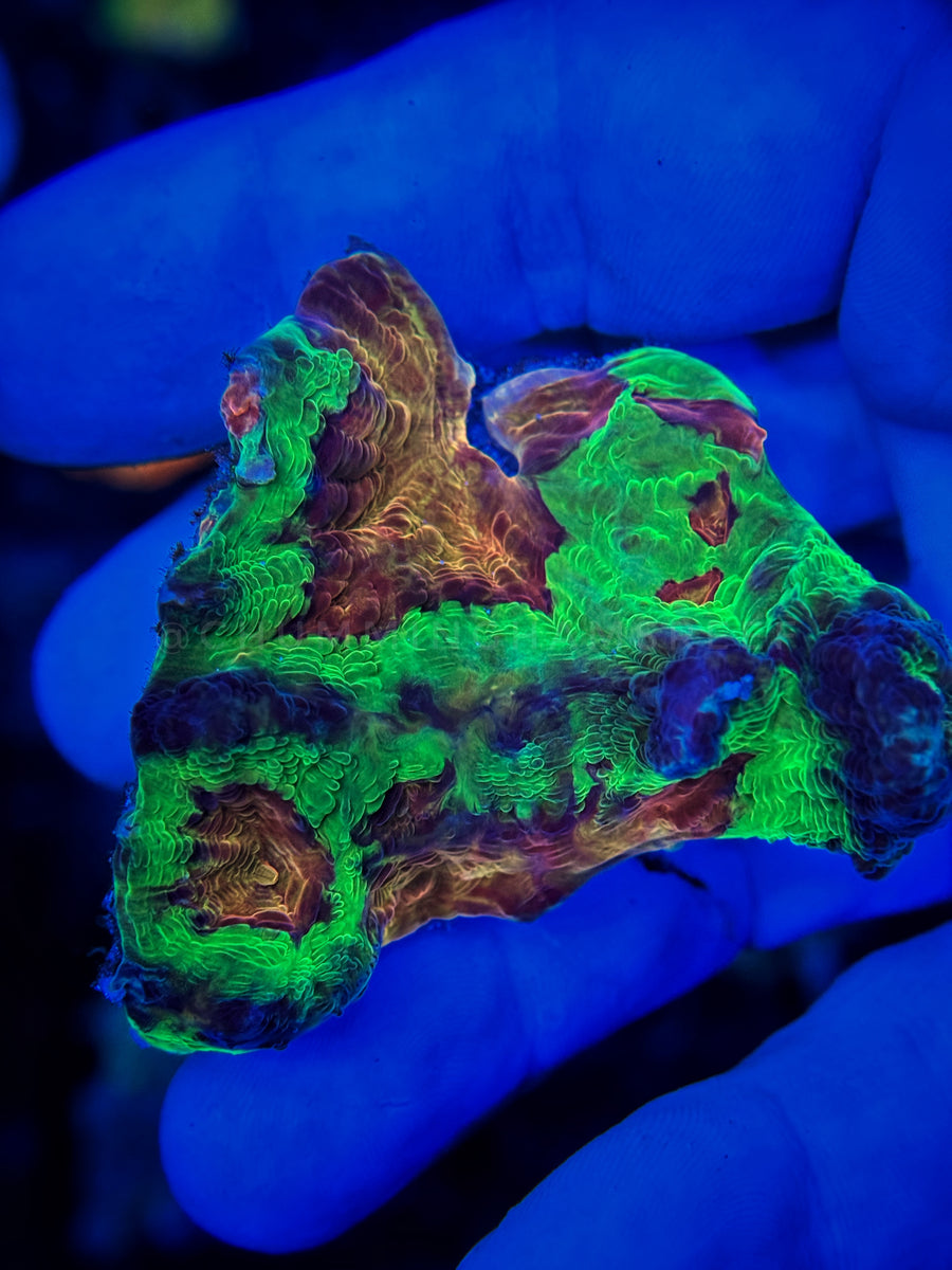 Rainbow Pectinia-A – Chummingham's Reef