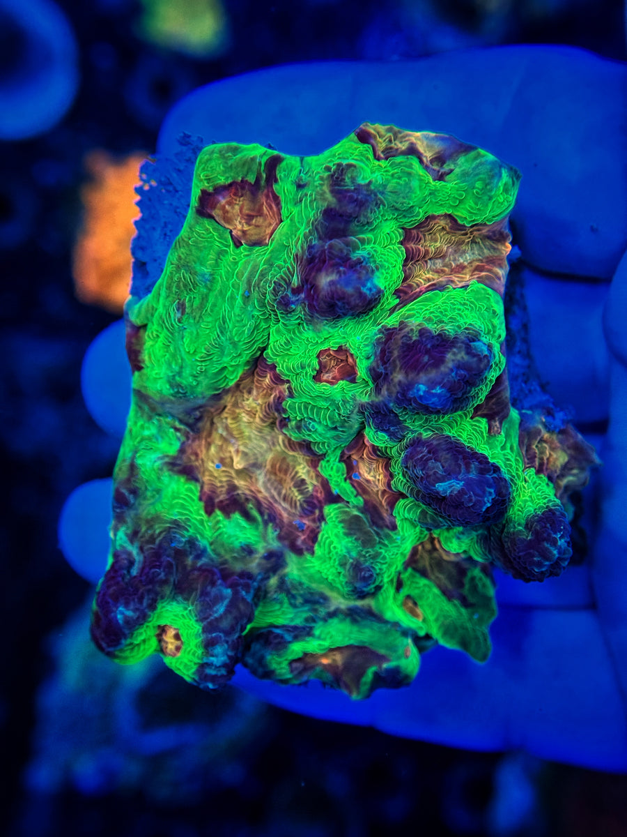 Rainbow Pectinia-B – Chummingham's Reef