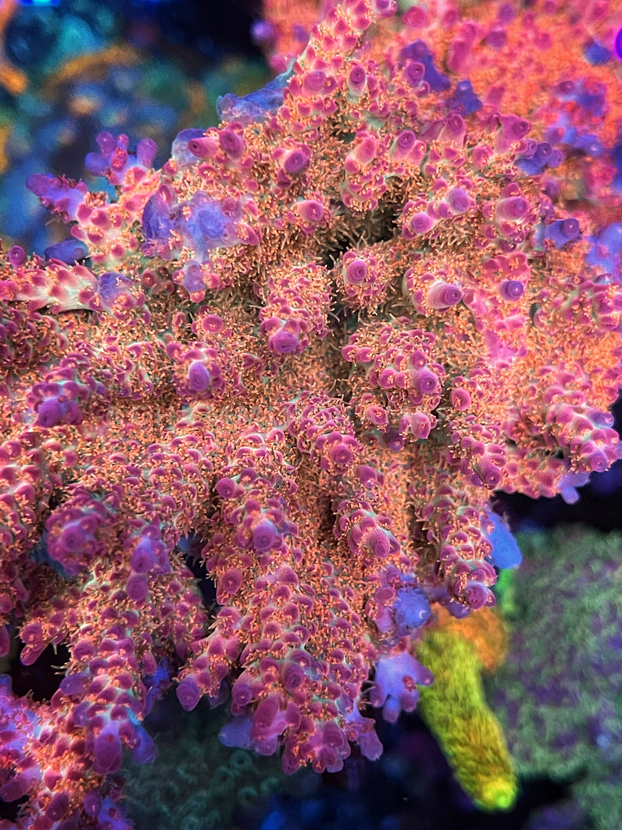 Vivids Confetti Acropora – Chummingham's Reef