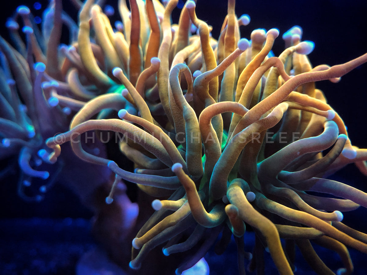 TCK Master Torch AKA HOC Lightning bolt AKA TSA OG Holy grail ...