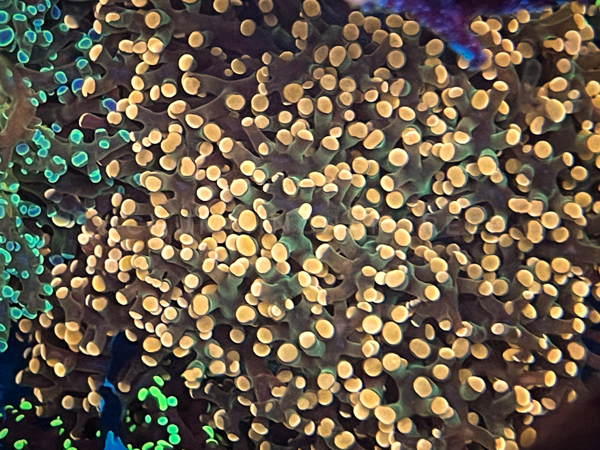 CC Peach Frogspawn – Chummingham's Reef