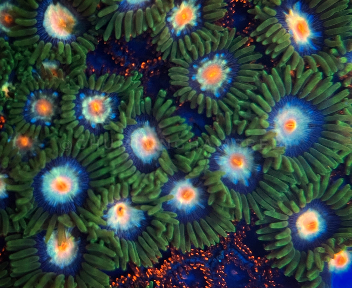 Daisy Cutters – Chummingham's Reef