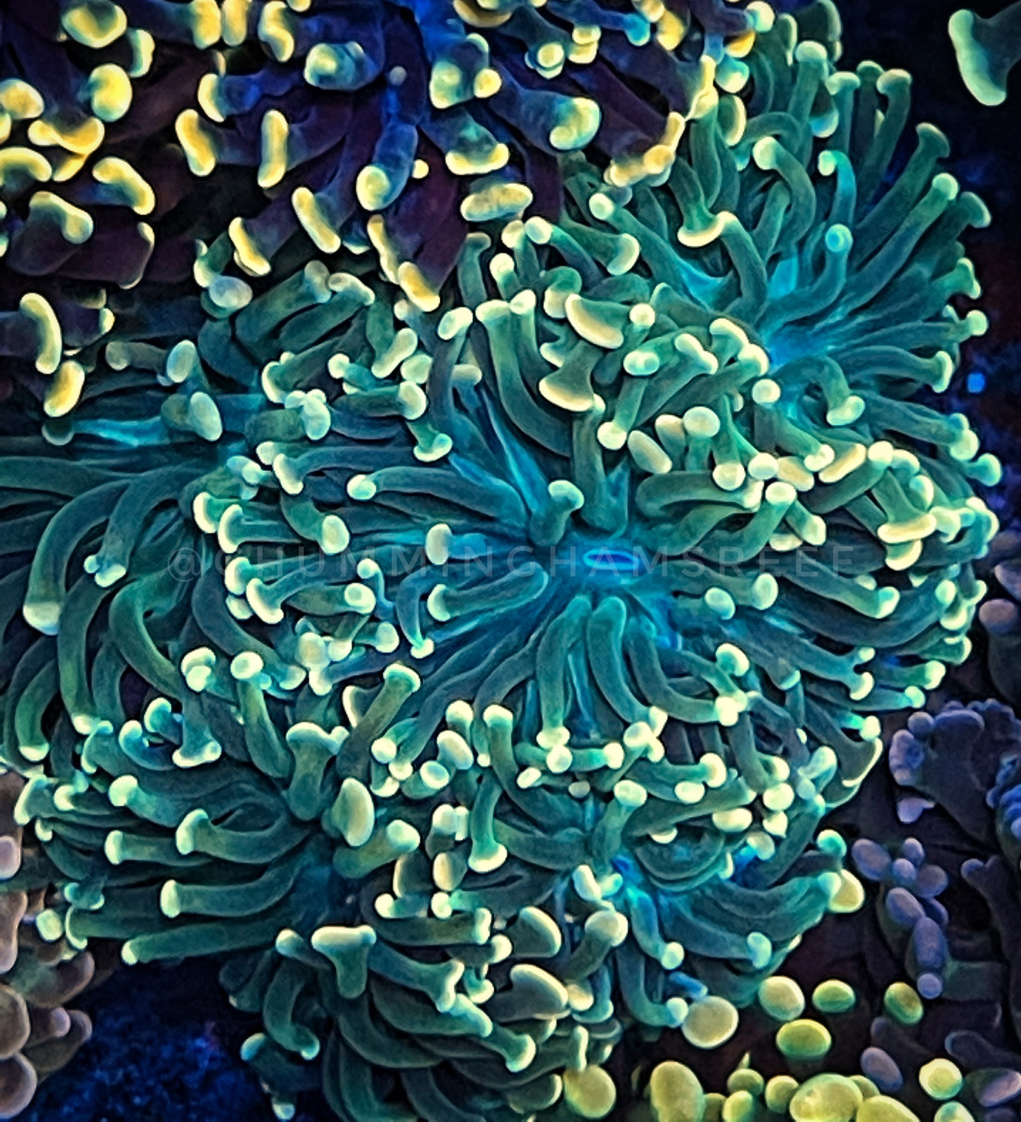 Rainbow hammer Branching – Chummingham's Reef