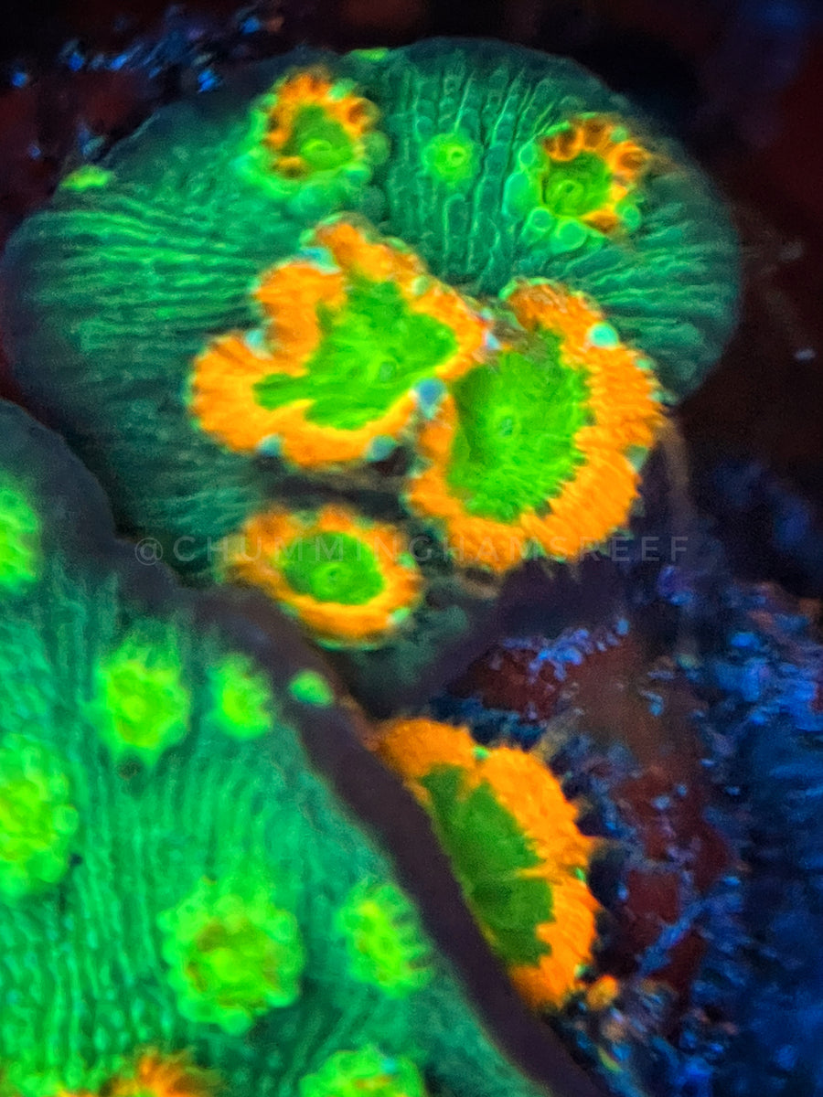 The Hollywood Chummer – Chummingham's Reef