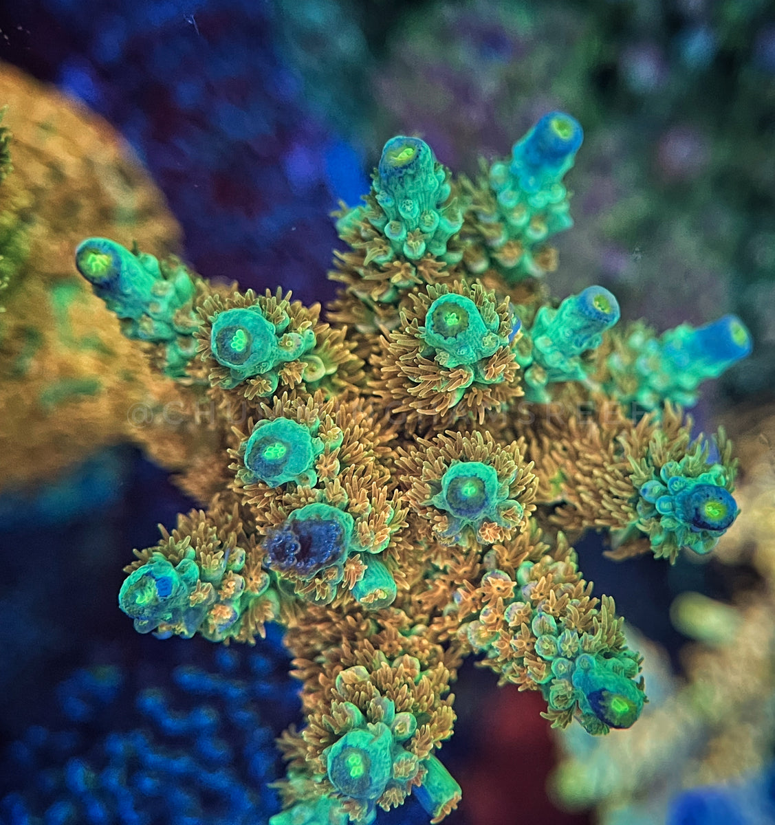 MattV Orange Envy – Chummingham's Reef