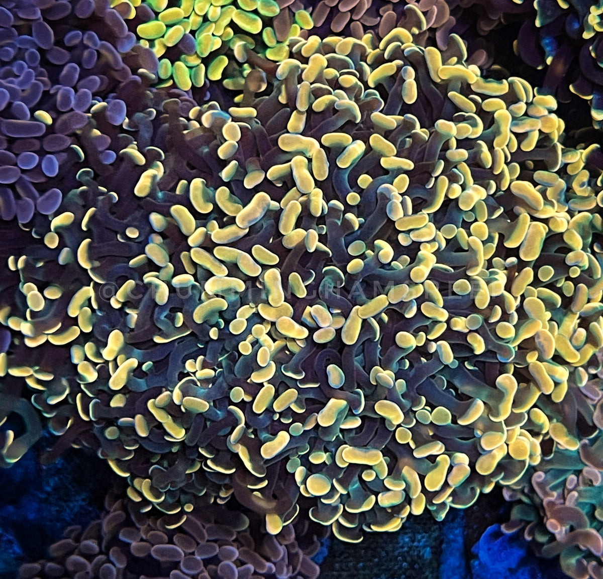 Large gold branching hammer – Chummingham's Reef