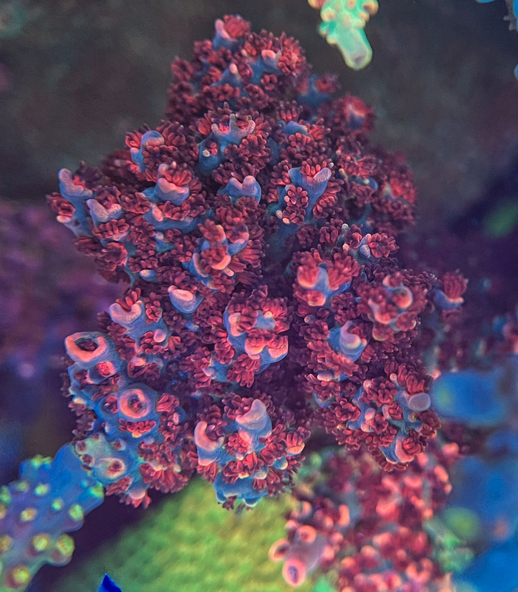 CR Cherry Blossom Acropora – Chummingham's Reef