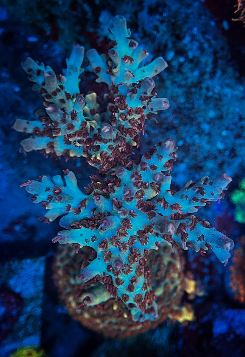 CR GWB The Great White Buffalo – Chummingham's Reef