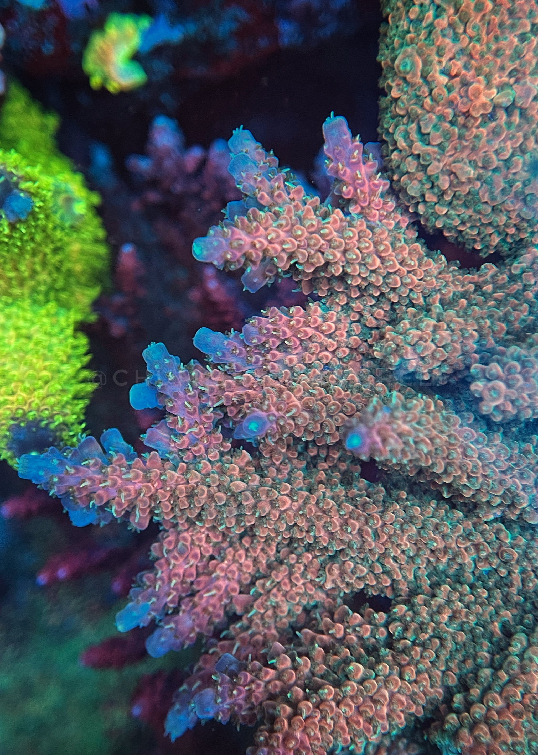 CR the Furry – Chummingham's Reef